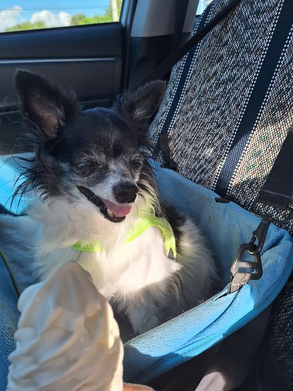 TEMARIL-P (trimeprazine tartrate with prednisolone) Tablets for Dogs ...