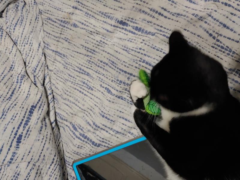 CATSTAGES Fresh Breath Mint Stick Cat Chew Toy - Chewy.com