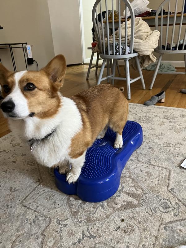 FITPAWS K9FITbone Dog Training Regular Balancing Bone, Razzleberry ...