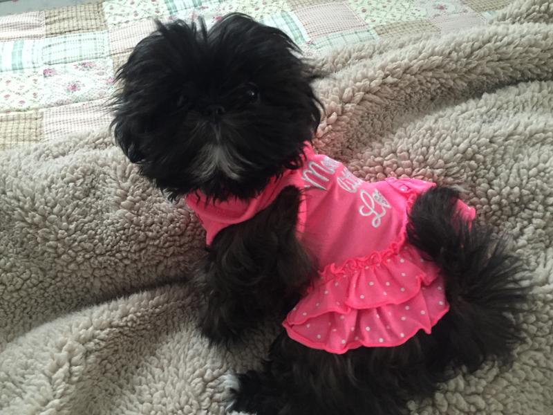 INTERCEPTOR PLUS Chew for Dogs, 2-8 lbs, (Orange Box), 6 Chews (6-mos ...