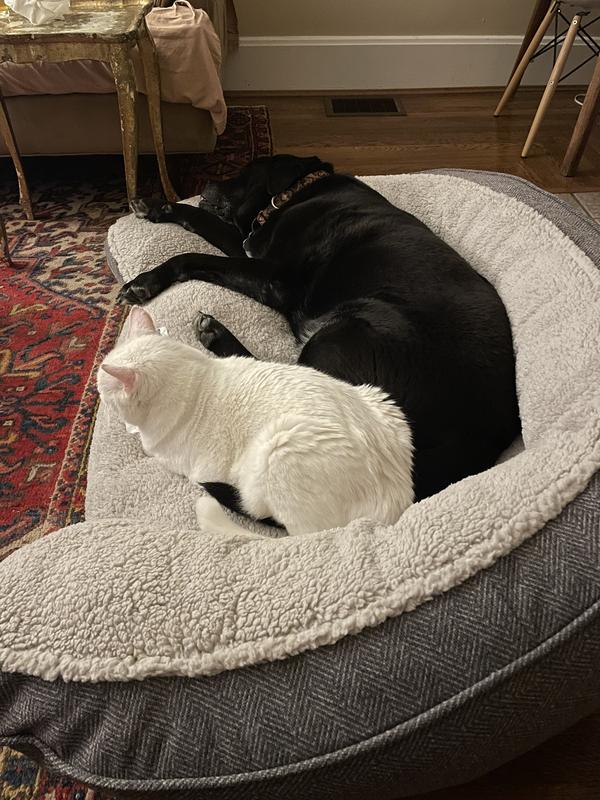 CANINE CREATIONS Step In Orthopedic Bolster Dog Bed, Beige, Medium ...