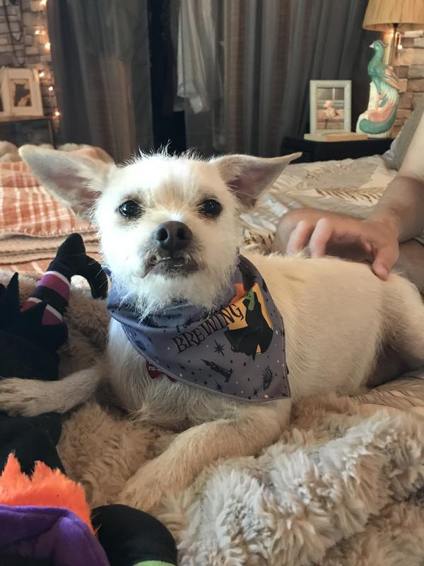 Discontinued - DISNEY Hocus Pocus Reversible Dog & Cat Bandana, Medium ...