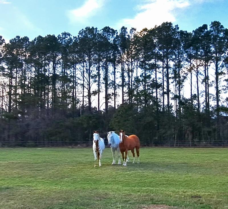 FARNAM Equi-Spot Horse Spot-On Fly Control, 12 treatments - Chewy.com
