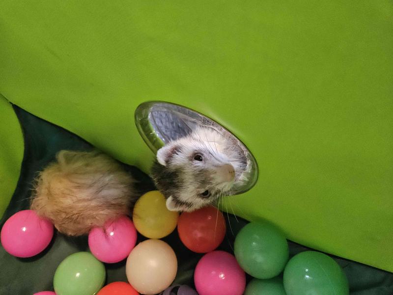MARSHALL Pop-N-Play Ferret Ball Pit Toy, 10.5-in - Chewy.com