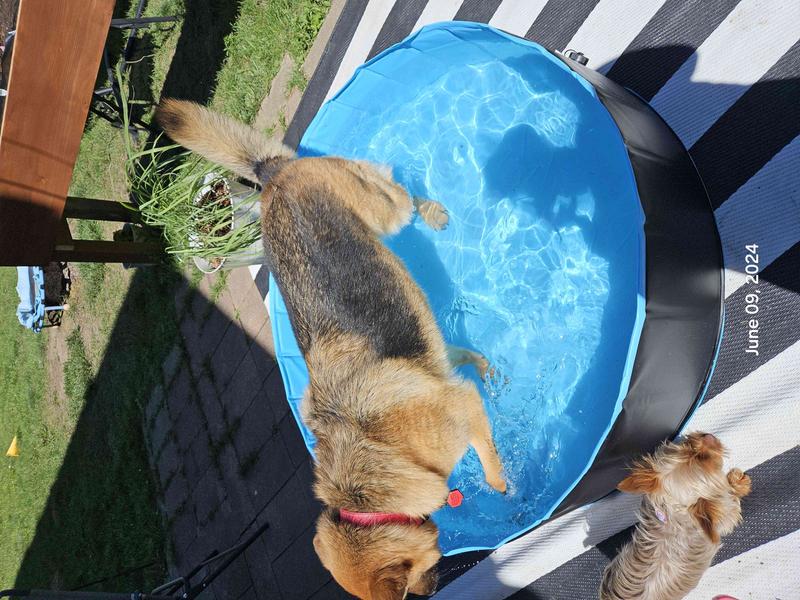 YAHEETECH Foldable Pet Pool, Blue, Large, 47.5-in - Chewy.com