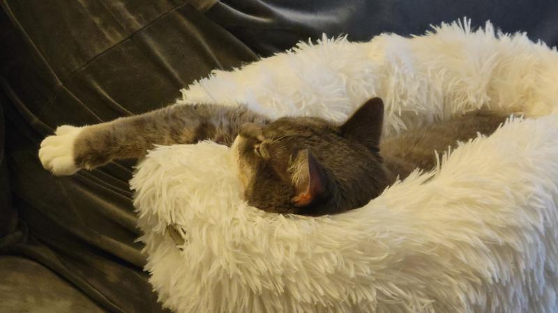 ARMARKAT Cuddler Cat Bed, Small - Chewy.com