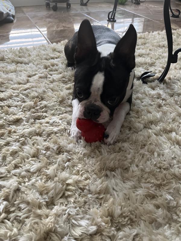 NYLABONE Strong Chew Cone Stuffable Dog Toy Rubber Stuffable Cone Bacon ...