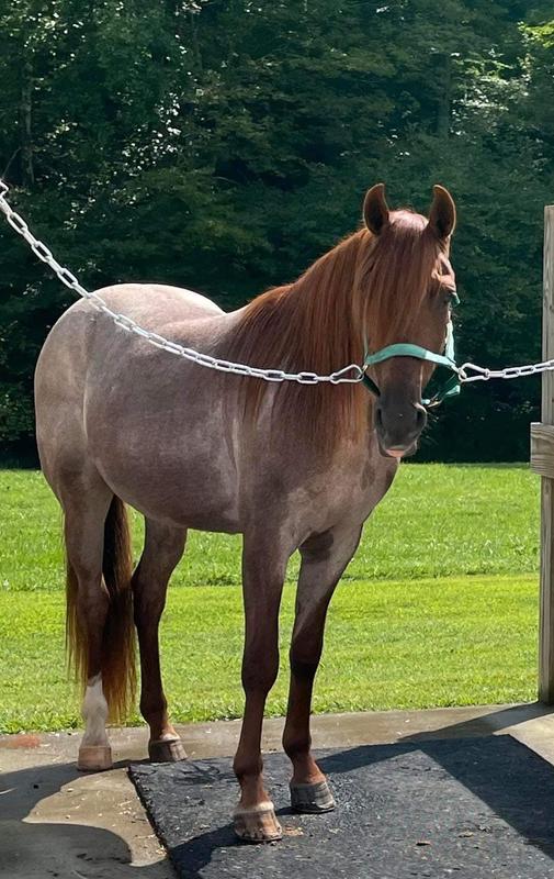 NUTRENA SafeChoice All Life Stages Horse Feed, 50-lb bag - Chewy.com