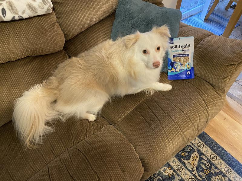 Out of Stock - SOLID GOLD Chicken Flavor Gut Health High-Protein Dry ...