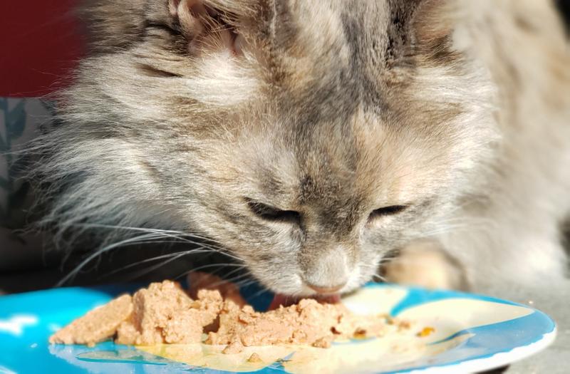 FANCY FEAST Gems Mousse Chicken & a Halo of Savory Gravy Pate Wet Cat ...