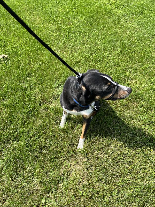 HEATHER'S HEROES The Sidekick Transitional Dog Training Leash, Blue ...