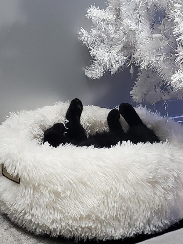 ARMARKAT Cuddler Cat Bed, Small - Chewy.com