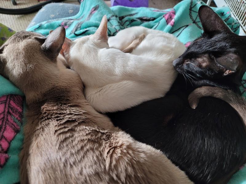 WELLNESS Complete Health Kitten Variety Pack Grain-Free Canned Cat Food ...