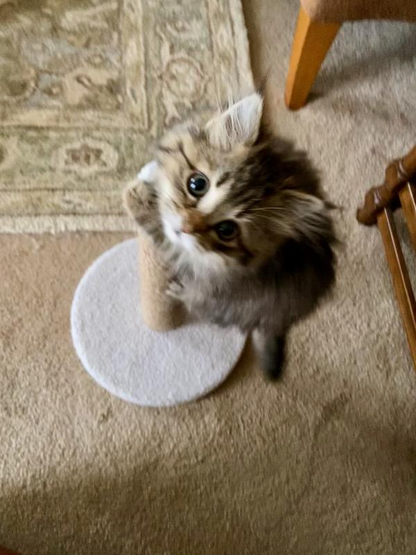 PETLINKS Leggy Loon Catnip & Silvervine Dangler Feather Cat Toy ...