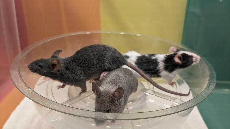 OXBOW Essentials Regal Rat Adult Rat Food, 3-lb bag - Chewy.com