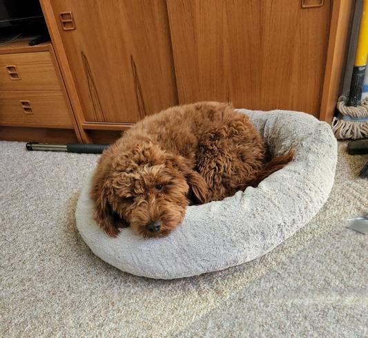 PATPET P320 1000ft Remote Dog Training Shock eCollar, 2 count - Chewy.com