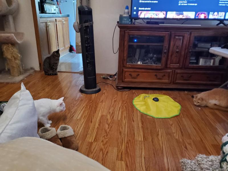New Version Available - CAT'S MEOW Motorized Chaser Cat Toy - Chewy.com