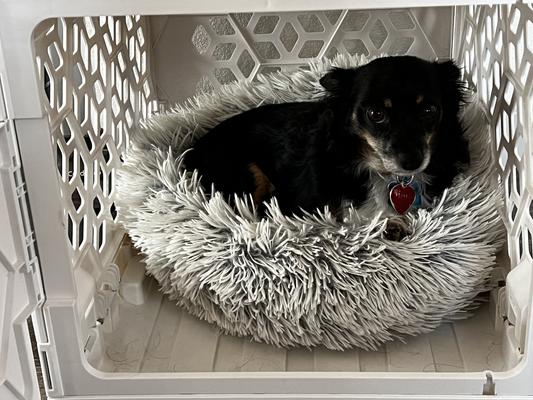 KINDTAIL Pawd Collapsible Dog & Cat Crate, White - Chewy.com