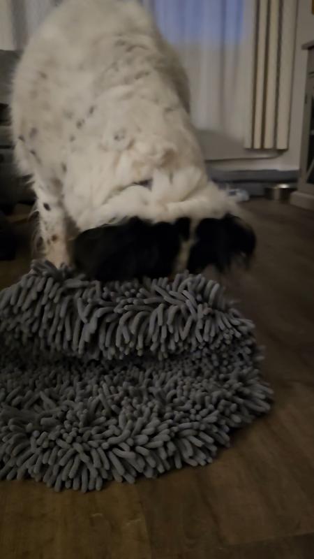 FRISCO Snuffle Mat, Grey - Chewy.com