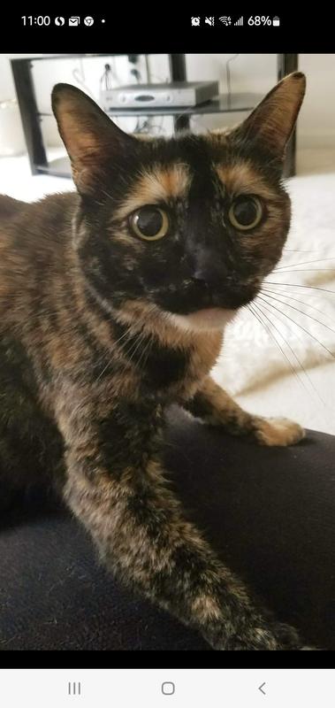 BLUE BUFFALO NATURAL VETERINARY DIET GI Gastrointestinal Support Grain ...