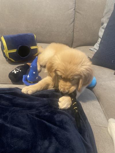 FRISCO Magic Chest Hide & Seek Puzzle Plush Squeaky Dog Toy - Chewy.com