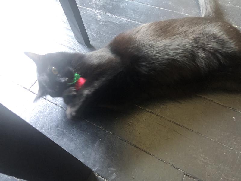 CATSTAGES Straw-Babies Catnip Dental Cat Toy, 3 count - Chewy.com