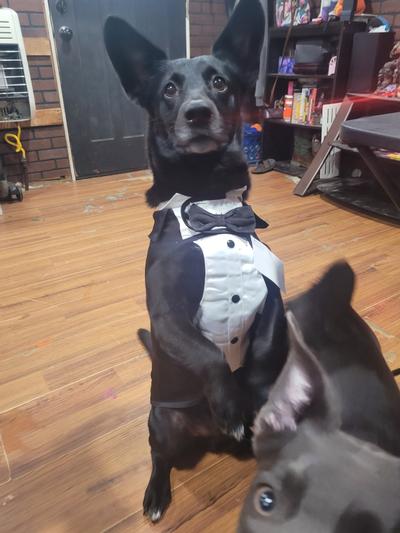 FRISCO Formal Dog & Cat Tuxedo, Black, XX-Large - Chewy.com
