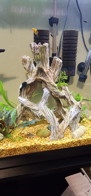 MARINA Mangrove Root Aquarium Décor, Large - Chewy.com