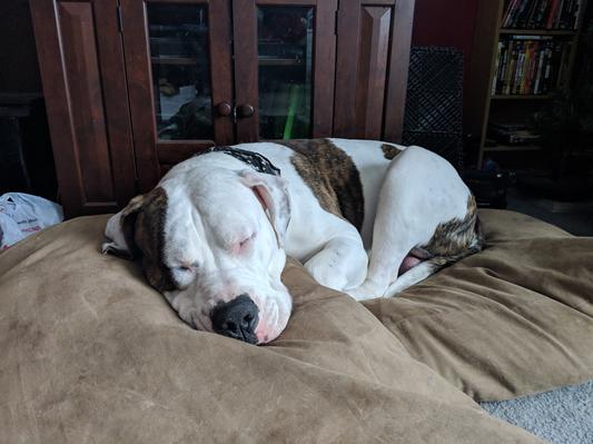 INTERNATIONAL VETERINARY SCIENCES Arthramine Max Healthy Joints & Bones ...