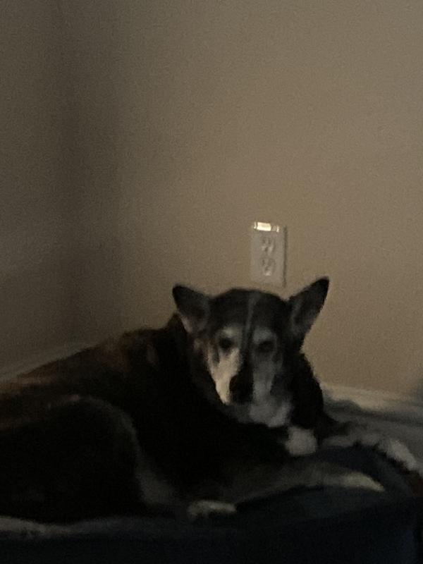 PROIN (phenylpropanolamine hydrochloride) Chewable Tablets for Dogs, 75 ...