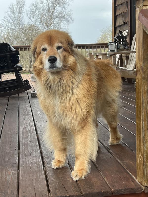 NUTRAMAX Denamarin with S-Adenosylmethionine & Silybin Tablet Liver ...