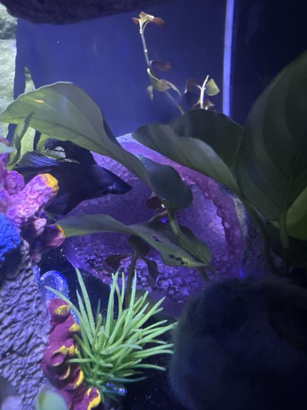 PENN-PLAX Geode Crystal Fish Ornament, Purple - Chewy.com