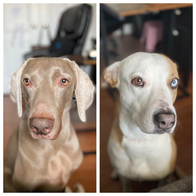 NEXT LEVEL SUPER PREMIUM PET FOOD Hi-Pro 30 LS Adult Gluten-Free Beef ...