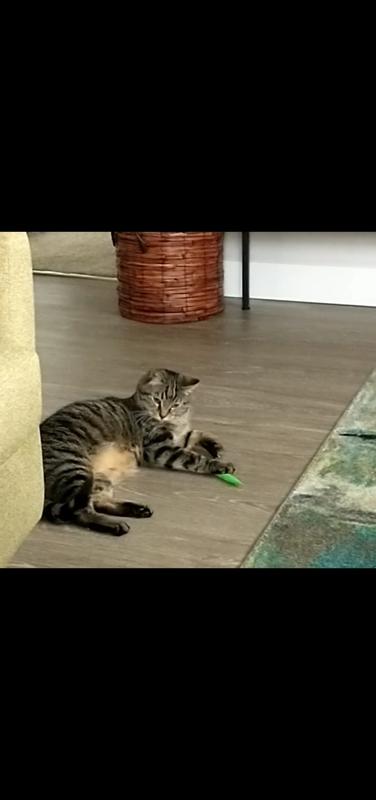 PIONEER PET Catnip Toy Nip Nibblers, 3 count - Chewy.com