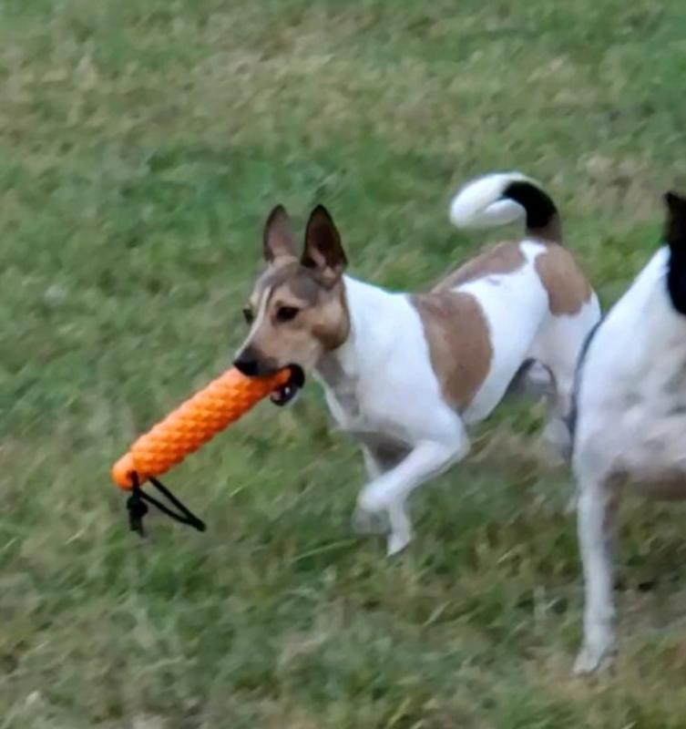 HOUND2O Rope Bumper Dog Toy, Orange - Chewy.com
