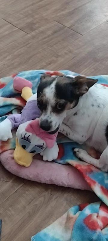 DISNEY Daisy Duck Plush Squeaky Dog Toy - Chewy.com