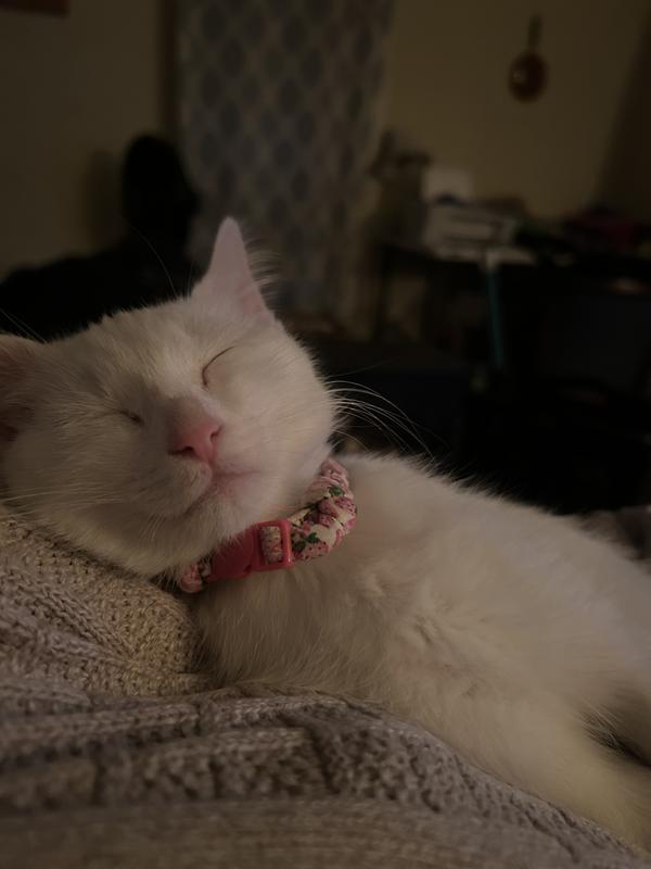 LI'L PALS Round Kitten Collar, Strawberries - Chewy.com