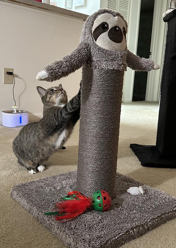 FRISCO Animal Series Cat Scratching Post, Sloth - Chewy.com
