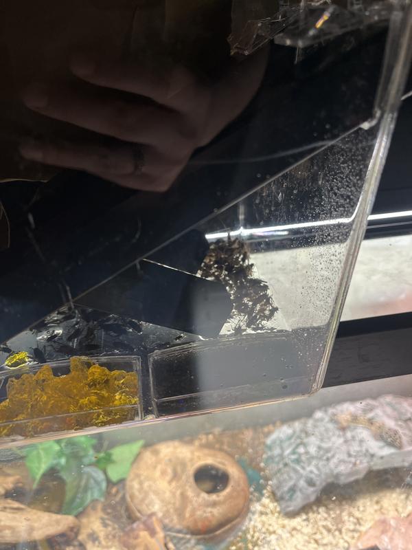 EXO TERRA Cricket Pen with Dispensing Tubes, Small: 2 tubes - Chewy.com