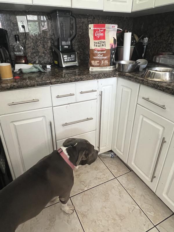 ORIJEN Amazing Grains Regional Red Dry Dog Food, 4-lb bag - Chewy.com