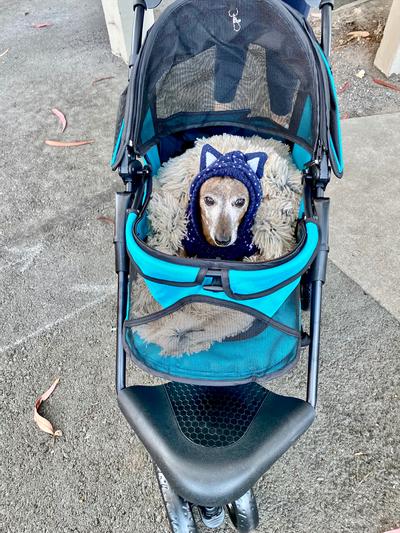 Discontinued - PETIQUE Dog & Cat Stroller, Razzberry - Chewy.com