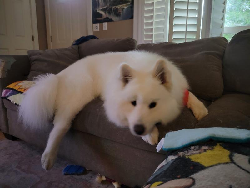 RUFF DAWG Dawg-Cube Dog Toy, Regular - Chewy.com