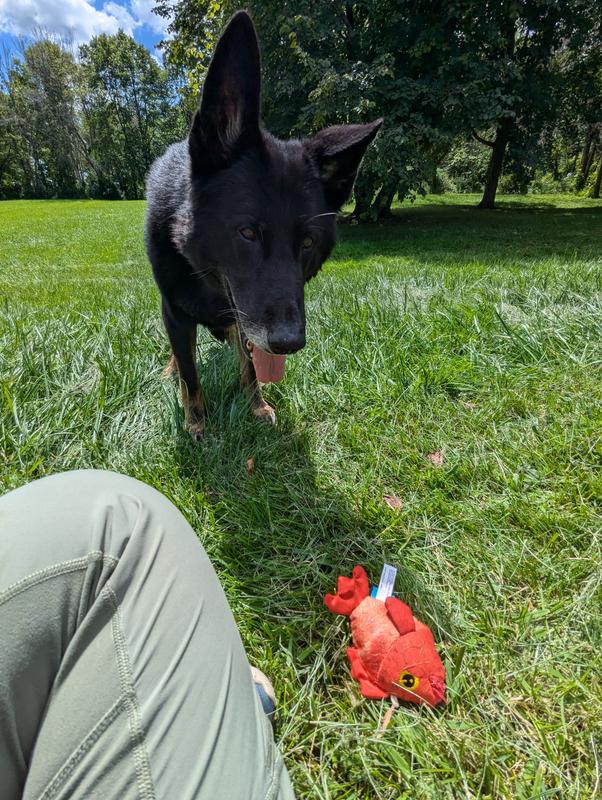 BARK The Groupers 3-in-1 Squeaky Plush Dog Toy - Chewy.com