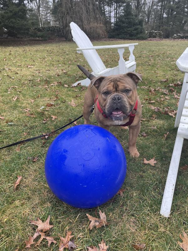 JOLLY PETS 14" Push-n-Play Dog Toy, Blue - Chewy.com