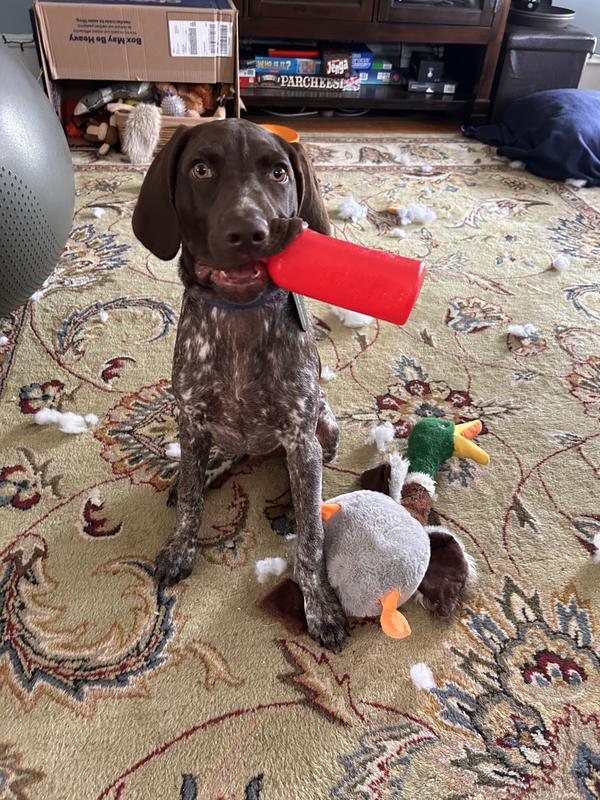 KONG Shakers Honkers Dog Toy, Turkey, Large - Chewy.com