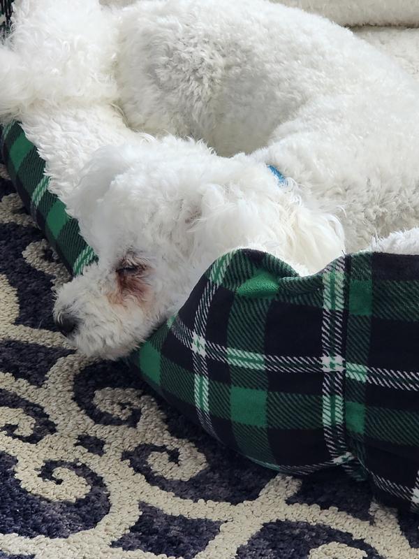 NEO-POLY-DEX (Generic) Ophthalmic Suspension, 5-mL - Chewy.com