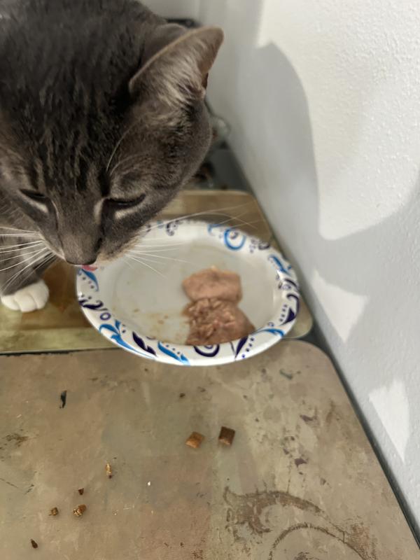 INABA Churu Pop'n Serve Tuna Variety Grain-Free Lickable Cat Treats, 1. ...