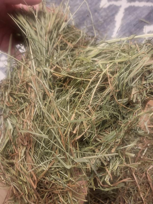 RABBIT HOLE HAY Ultra Premium Hand-Packed Soft Timothy Hay for Small ...