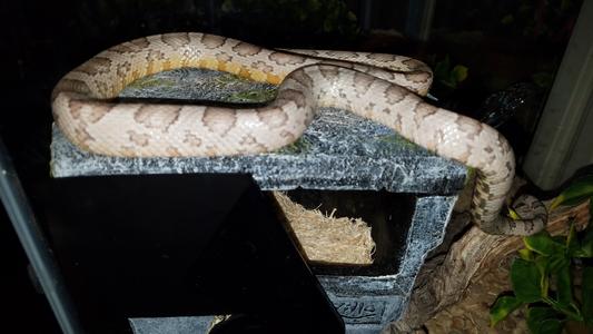 ZILLA Vertical Decor Rock Cave - Chewy.com