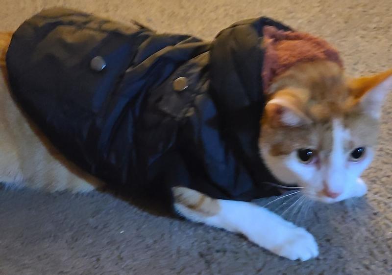 FRISCO Heavy Weight Matte Quilted Volume Dog & Cat Puffer, Burgundy ...